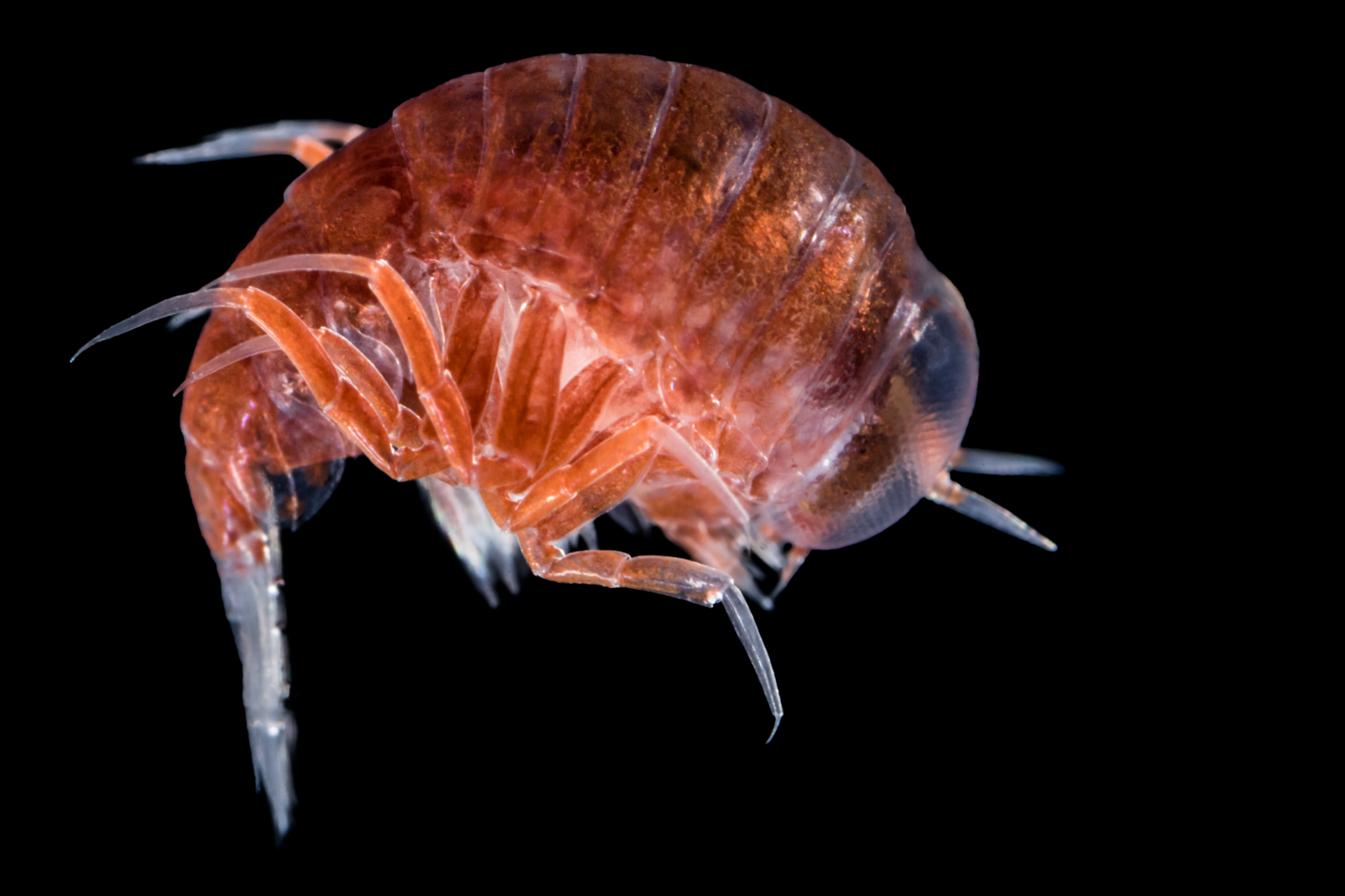 Oceania - statek badawczy Instytutu Oceanologii PAN